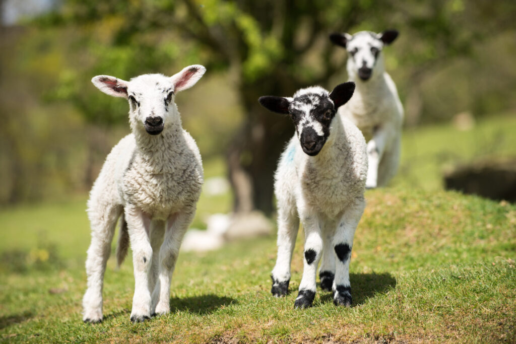 Contact - Nidderdale National Landscape