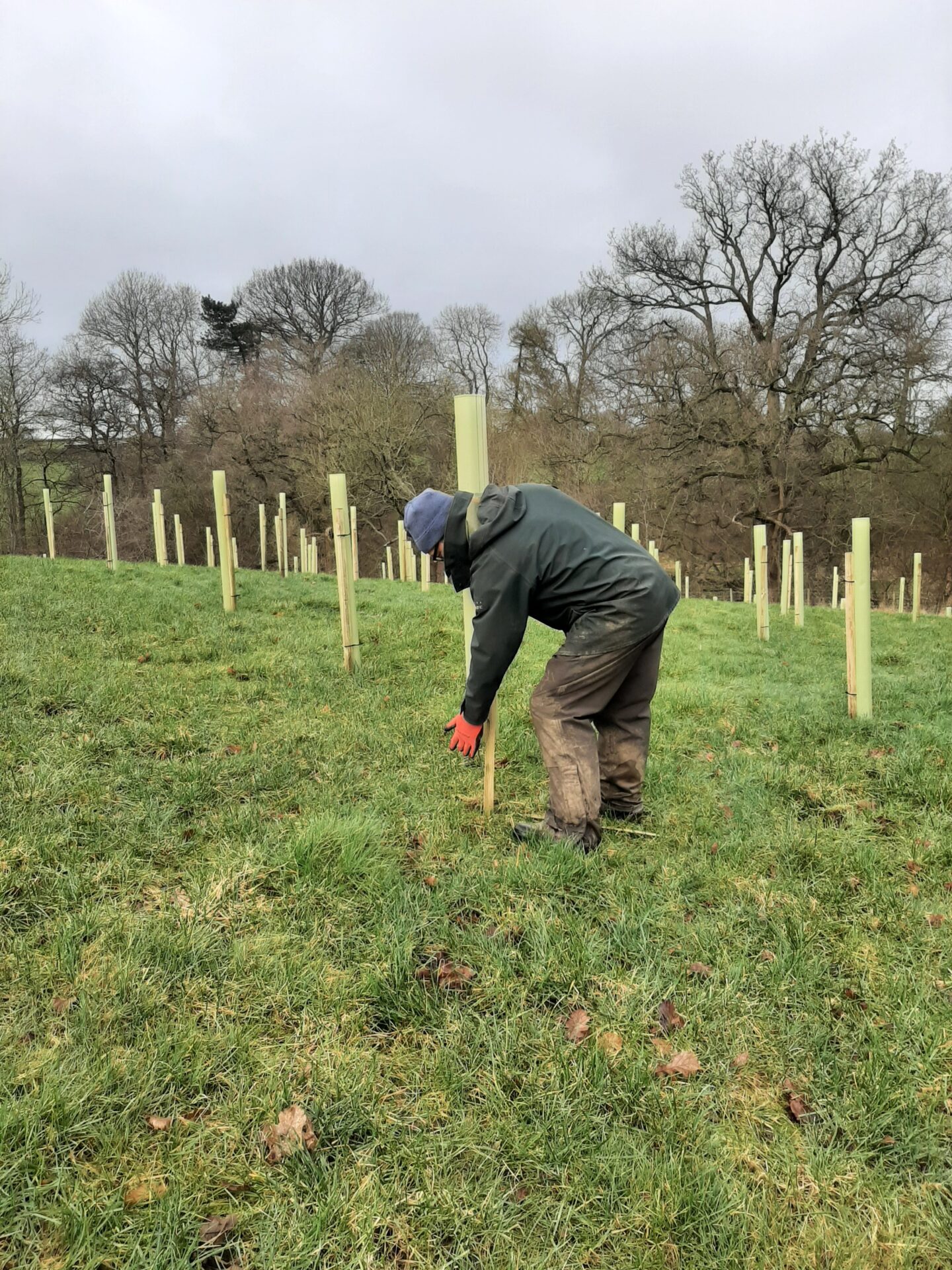 Tree Planting - Nidderdale National Landscape