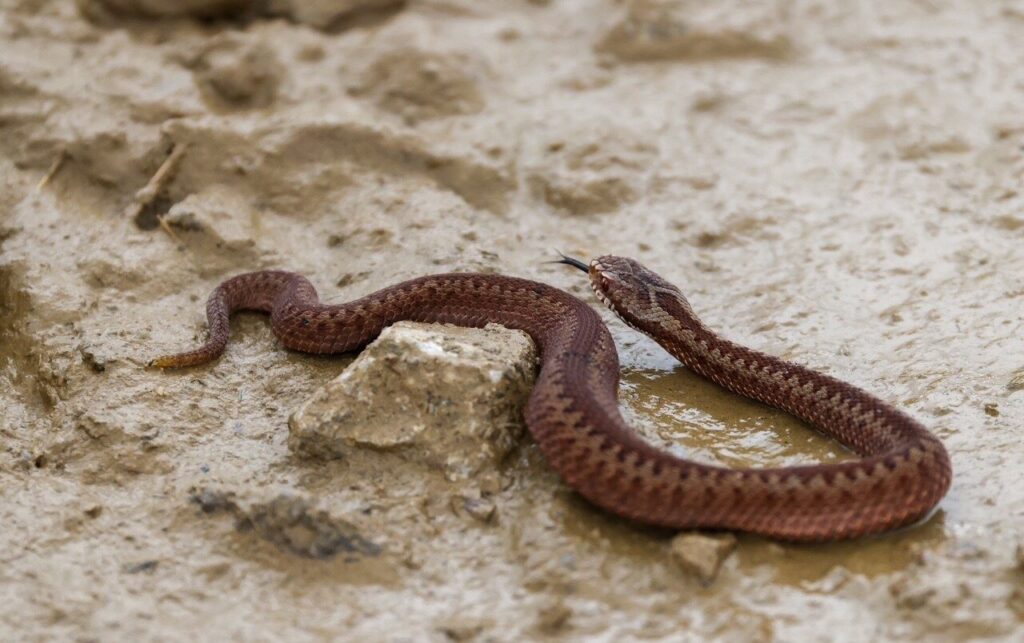 Adder Watch - Nidderdale National Landscape