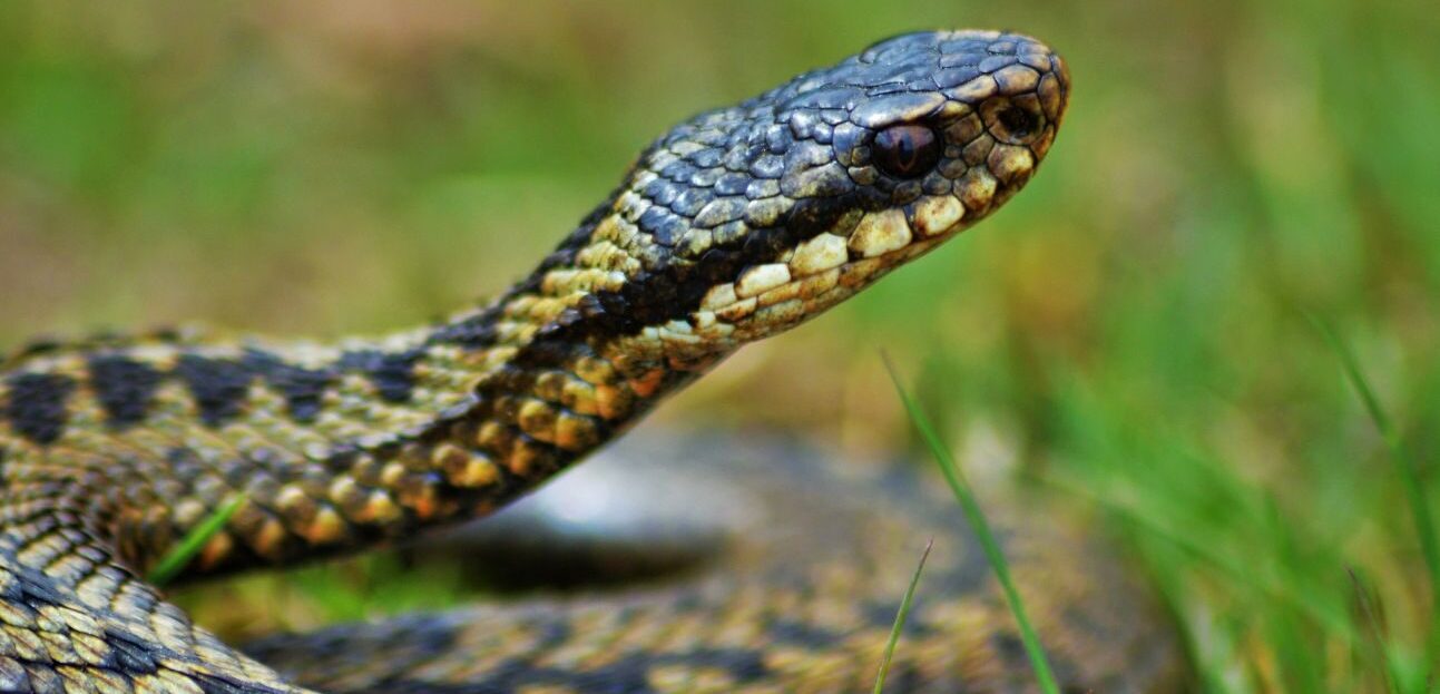 Studying Britain’s adders - Nidderdale National Landscape